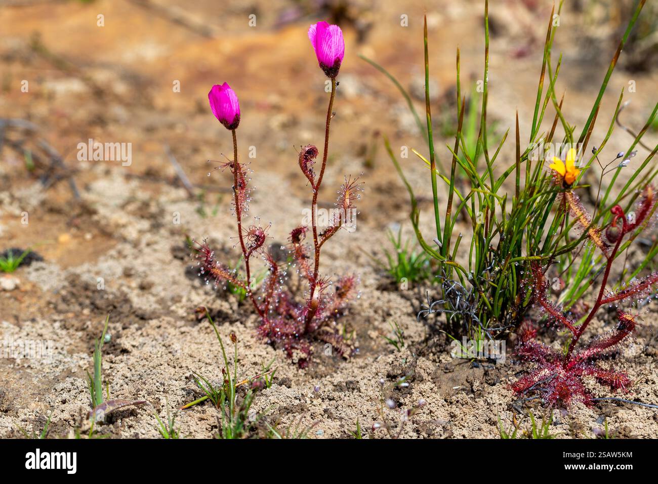 South African Wildflowers: Drosera variegata (a carnivorous plant from ...