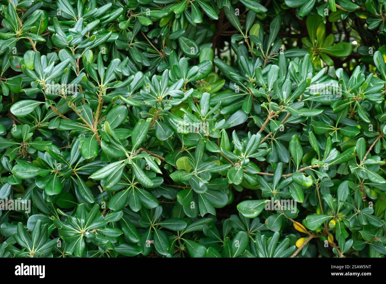 Close-up of Photinia Foliage Green Leaves and Hardy Nature, with a ...