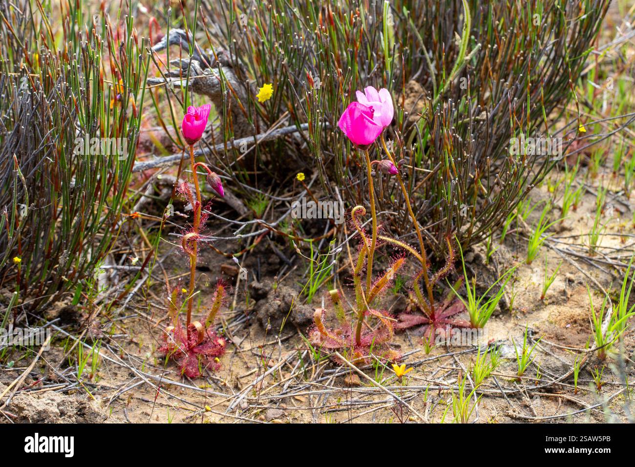 A group of three plants of the carnivorous plant Drosera variegata in ...