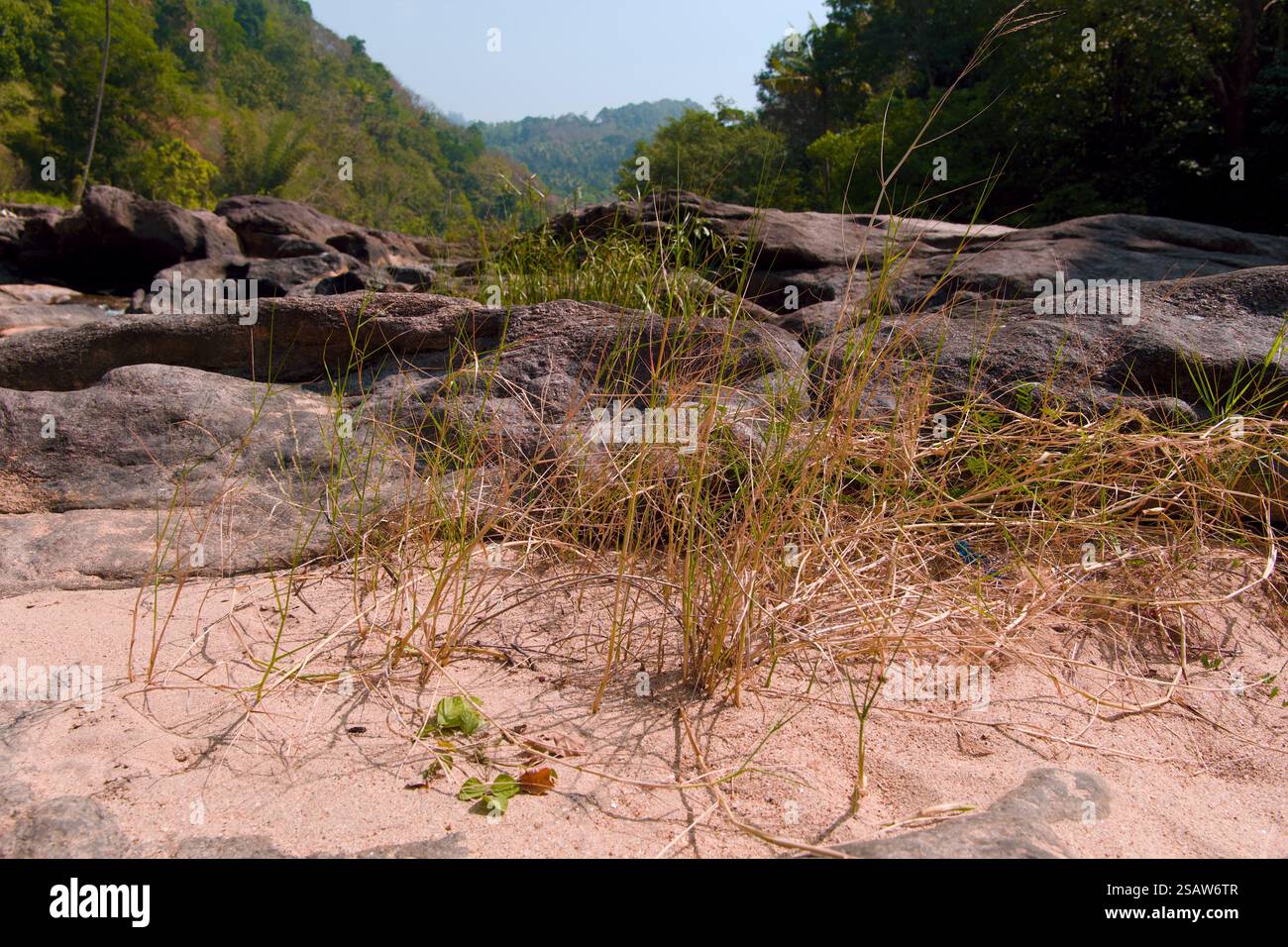 The dry grass, with its delicate and wispy appearance, contrasts ...