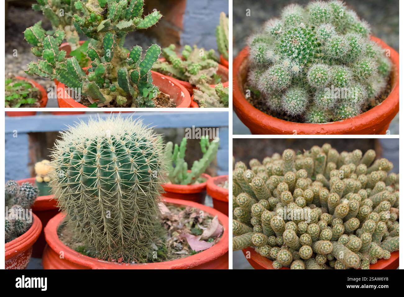 This image features a diverse collection of cacti displayed in various colorful pots Stock Photo ...