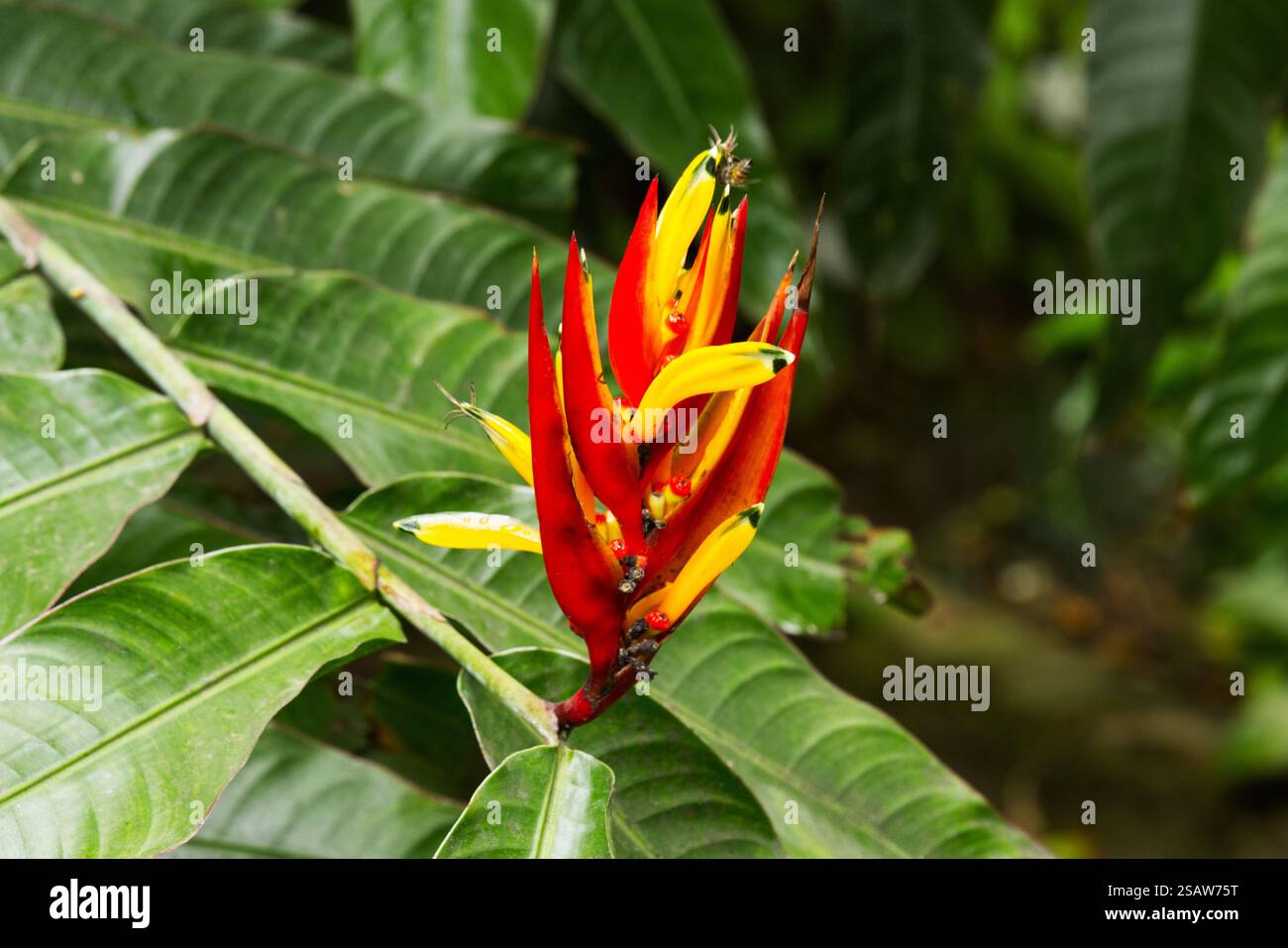 A Parrot's Flower plant (Heliconia psittacorum) growing in a garden in ...