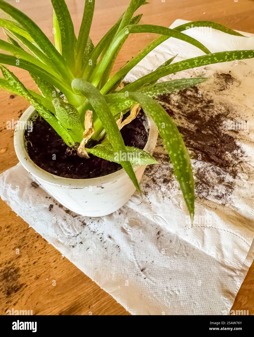 Aloe vera plant in white pot, repotting mess with soil on paper towel ...