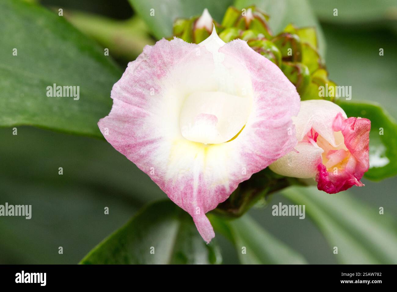 English ginger lily hi-res stock photography and images - Alamy