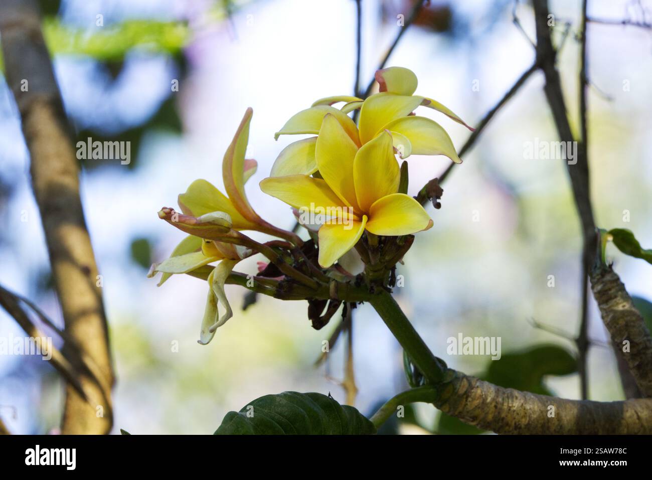 Flowers on a Plumeria tree, also known as frangipani, growing in a ...