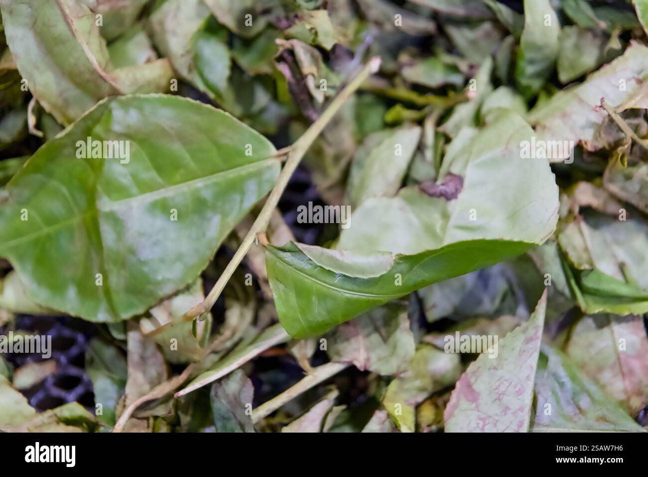 A close-up photograph of vibrant green tea leaves growing on a tea bush ...