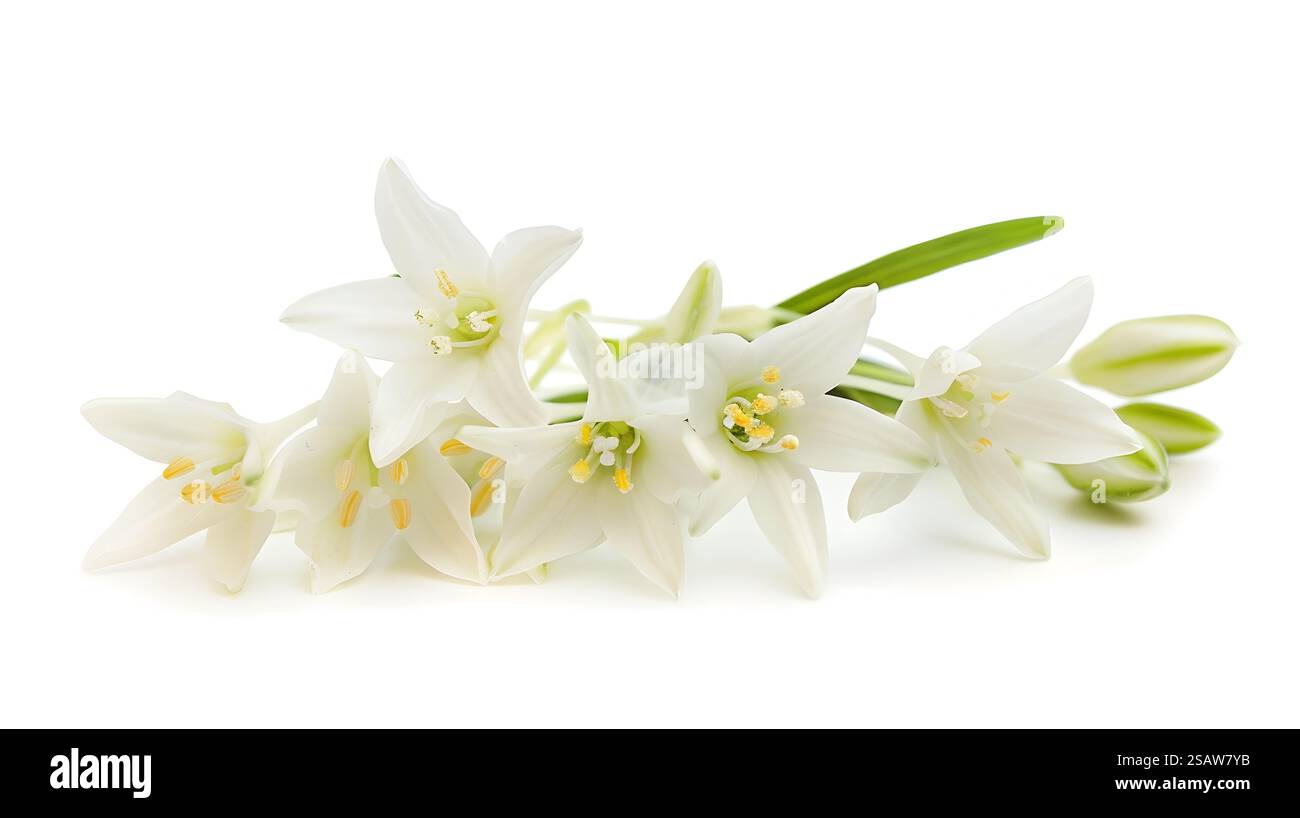 A beautiful arrangement of delicate,white Star of Bethlehem flowers ...