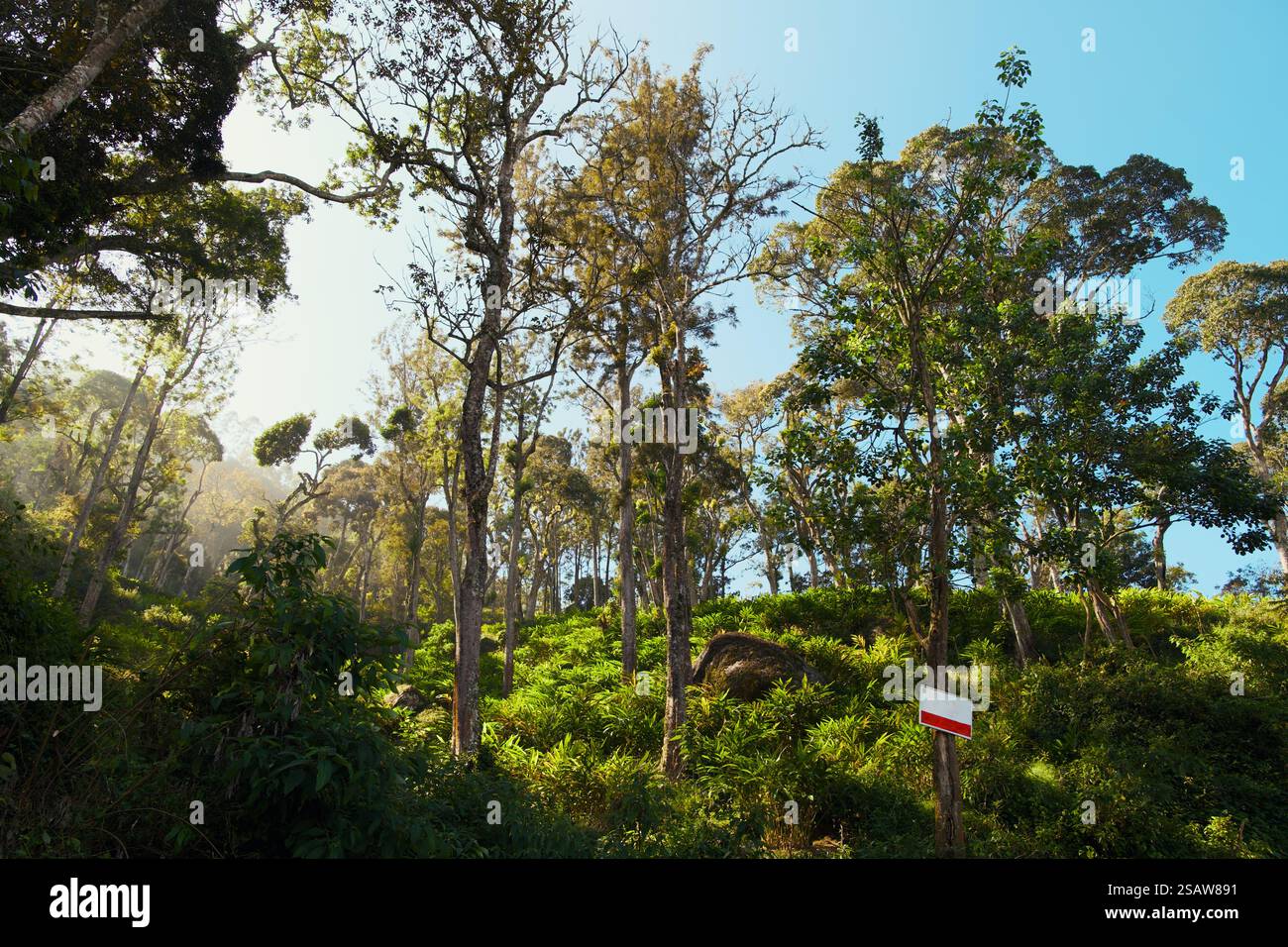 A serene forest scene with tall trees of varying foliage density and ...
