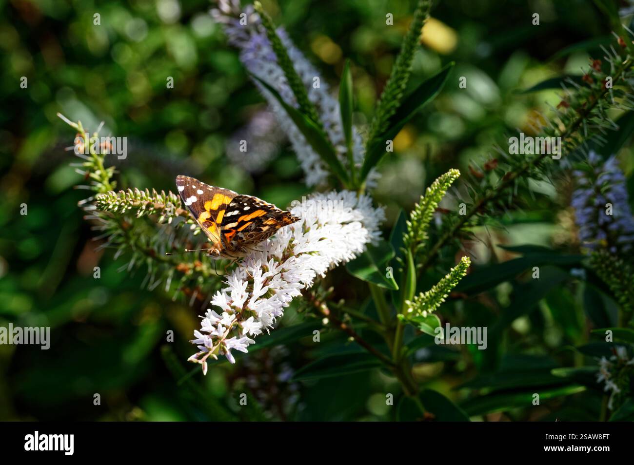 A beautiful butterfly, the Australian Painted Lady feeds on a hebe ...