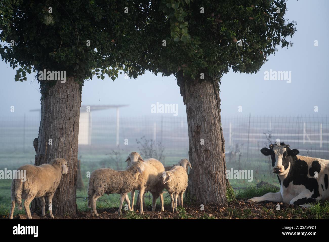 Farm animals in the early morning in the fog Stock Photo - Alamy