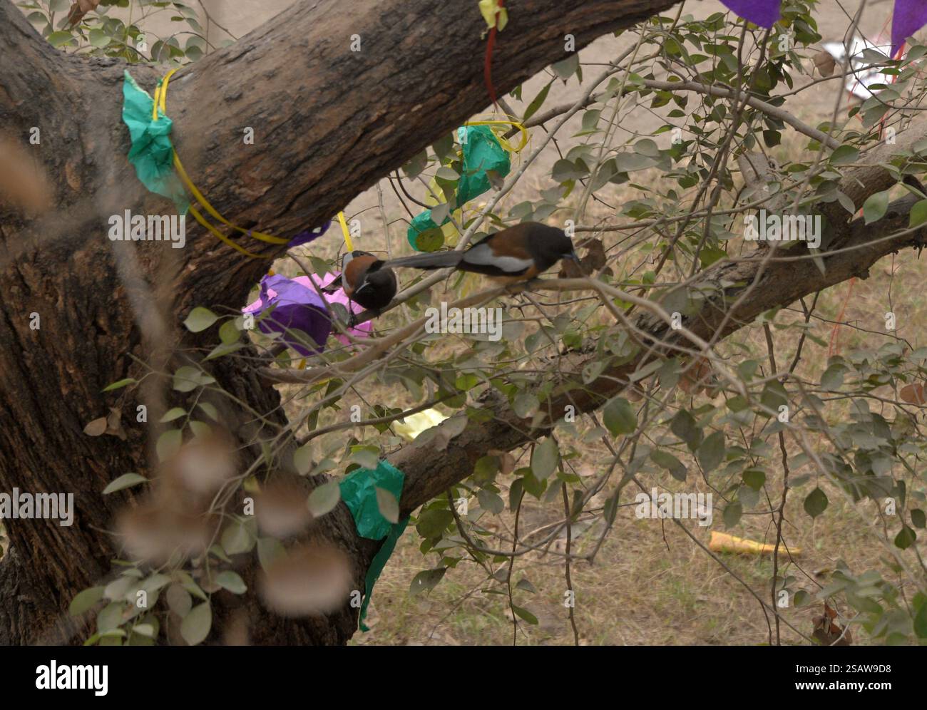 Siliguri, West Bengal, India. 31st Jan, 2025. Two Rufous treepie birds ...