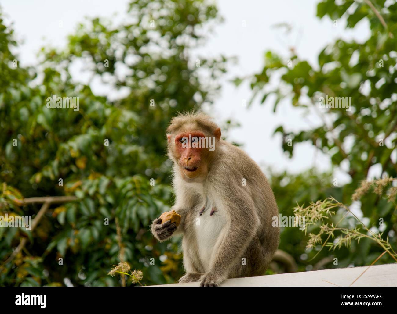 A monkey sits on the edge of a bridge, peacefully eating a vada. The ...