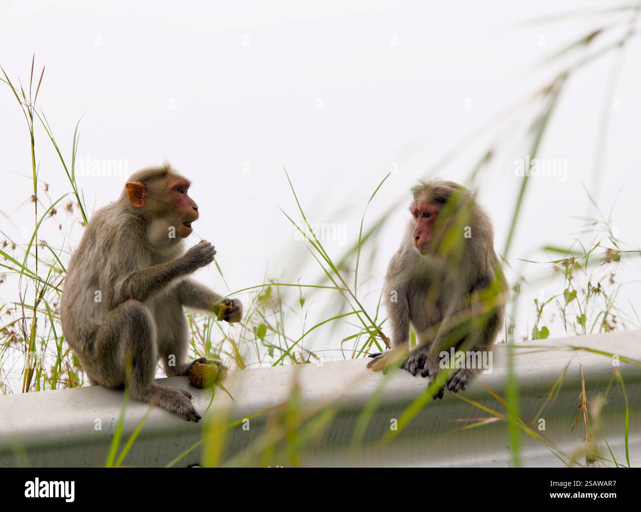 Two monkeys are sitting on a metal railing amidst tall grass. One ...