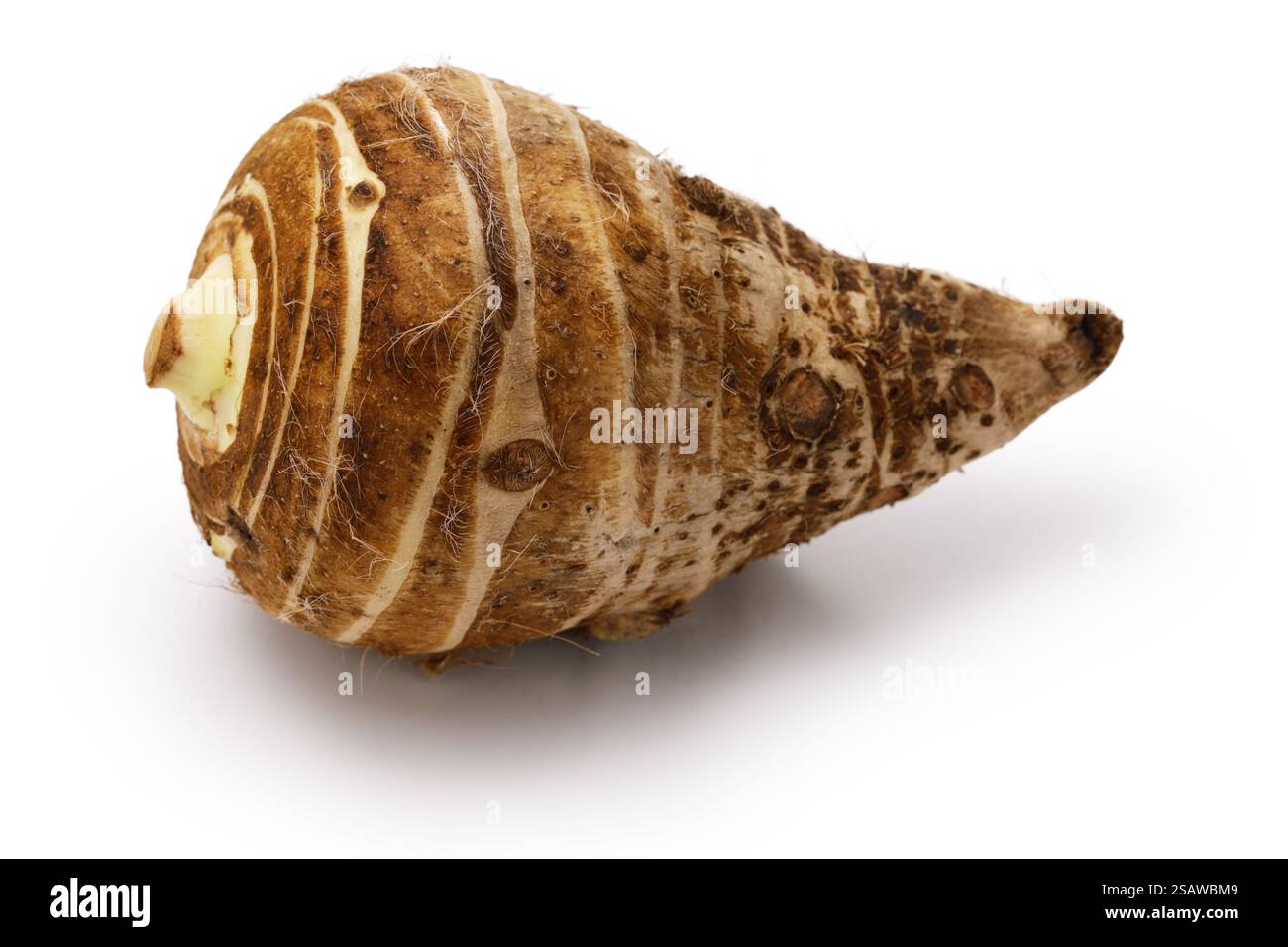 Ebi-imo, shrimp shaped taro, kyoto vegetable in Japan isolated on white ...