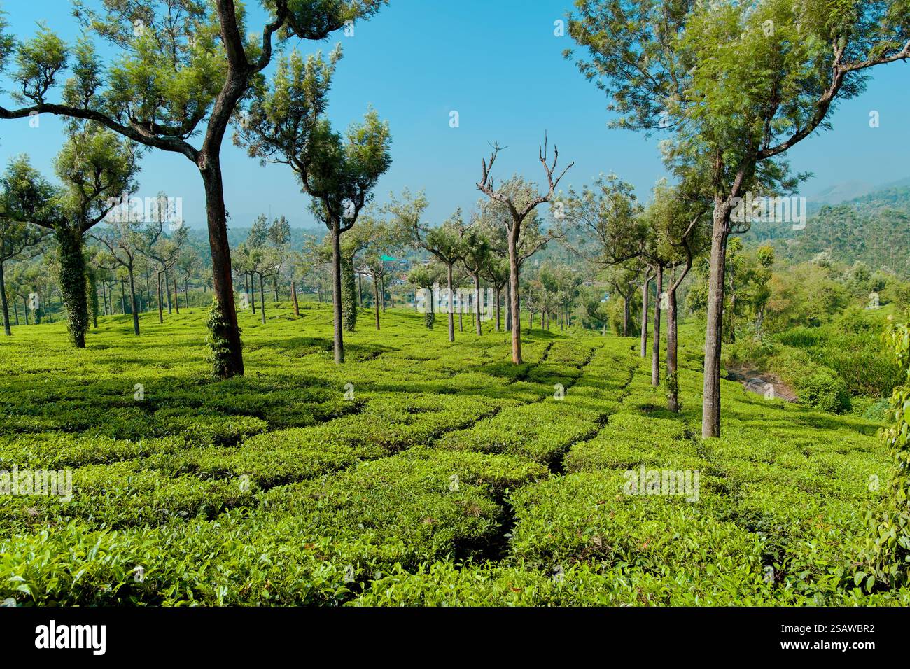 This image captures the lush green tea plantations of Munnar, located ...