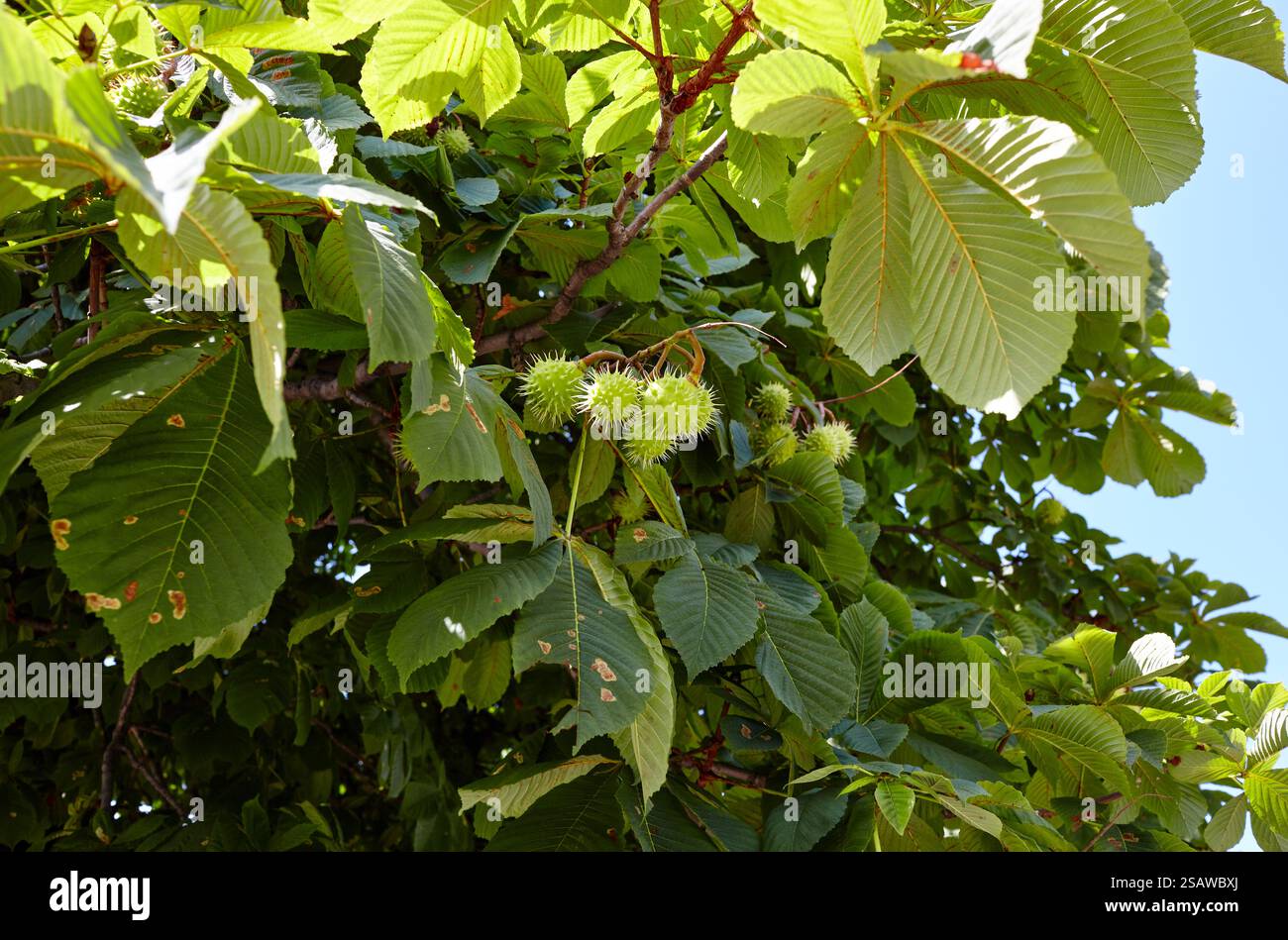 Abstract image of ripe chestnut in autumn park. Horse-chestnuts on ...