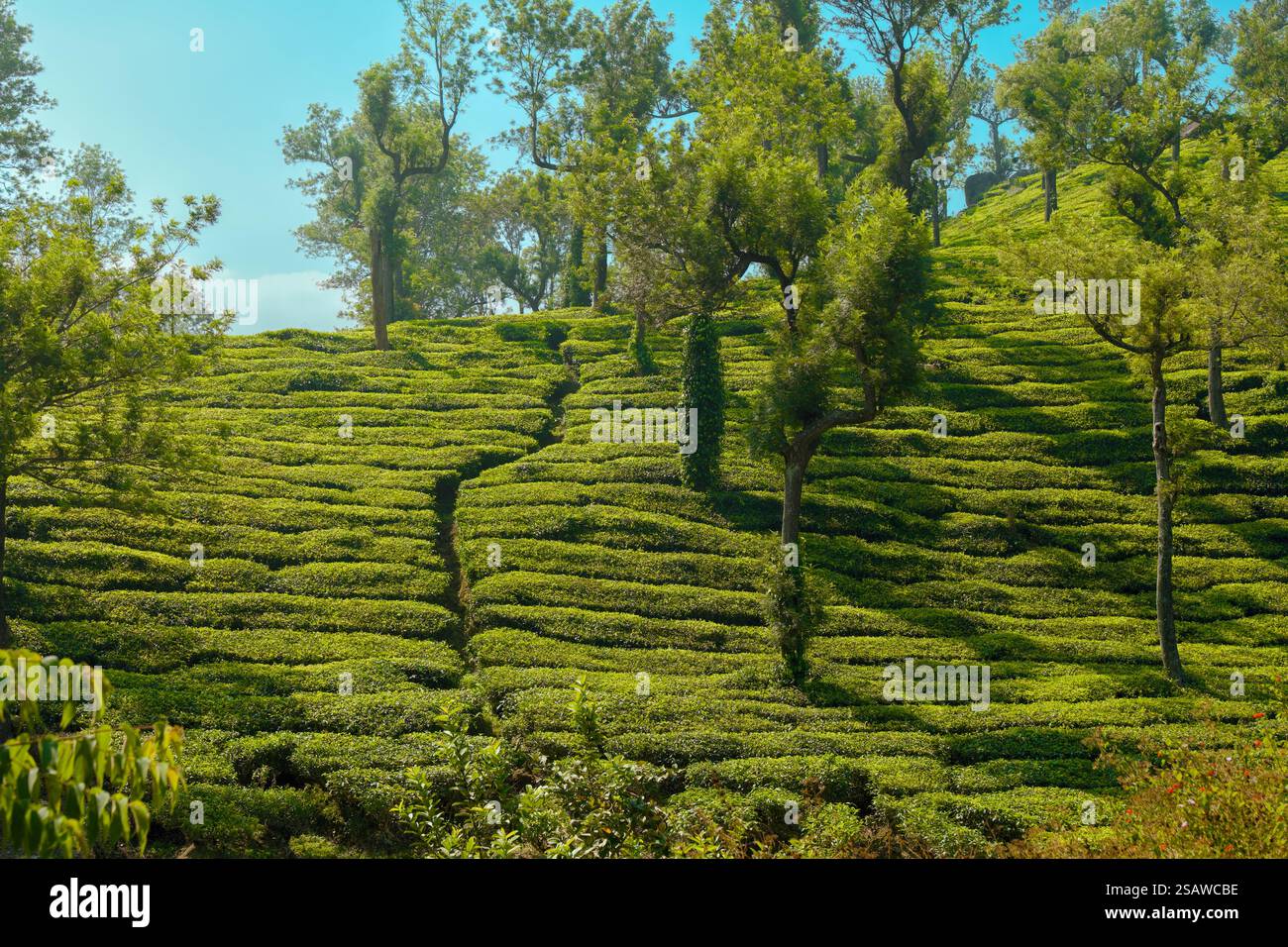 A breathtaking view of a terraced tea plantation in India, with rows of ...