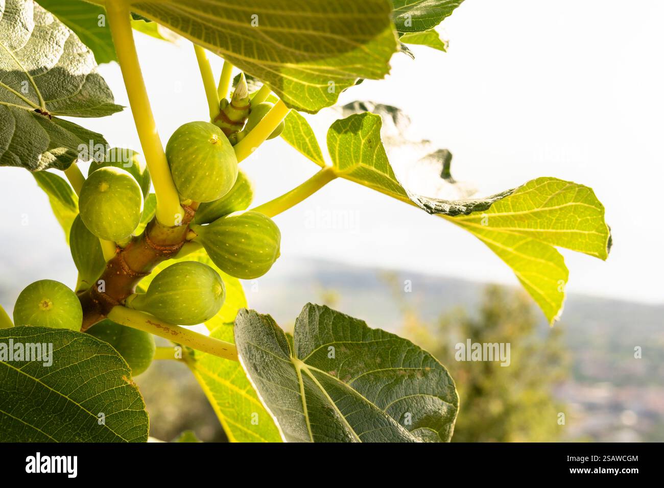 Feigenbaum sommer hi-res stock photography and images - Alamy