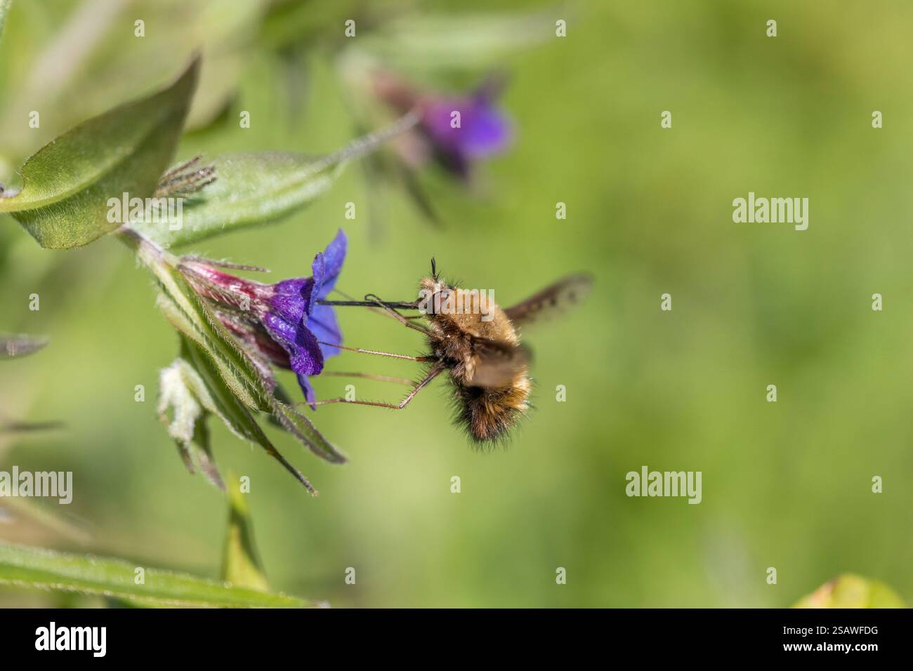 Dotted Bee Fly; Bombylius discolor; Flight; UK Stock Photo - Alamy