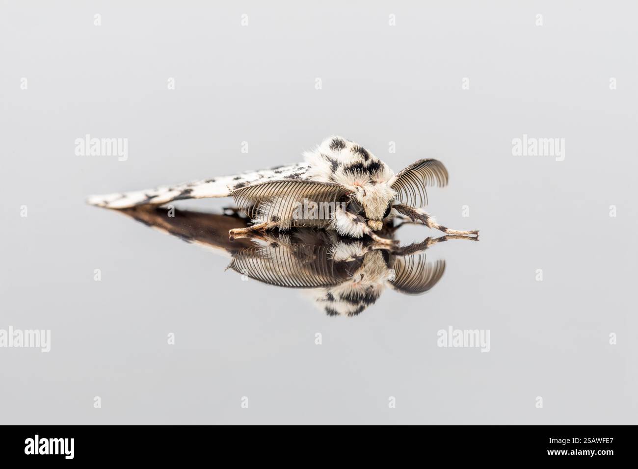 Black Arches Moth; Lymantria monacha; On Mirror; UK Stock Photo - Alamy