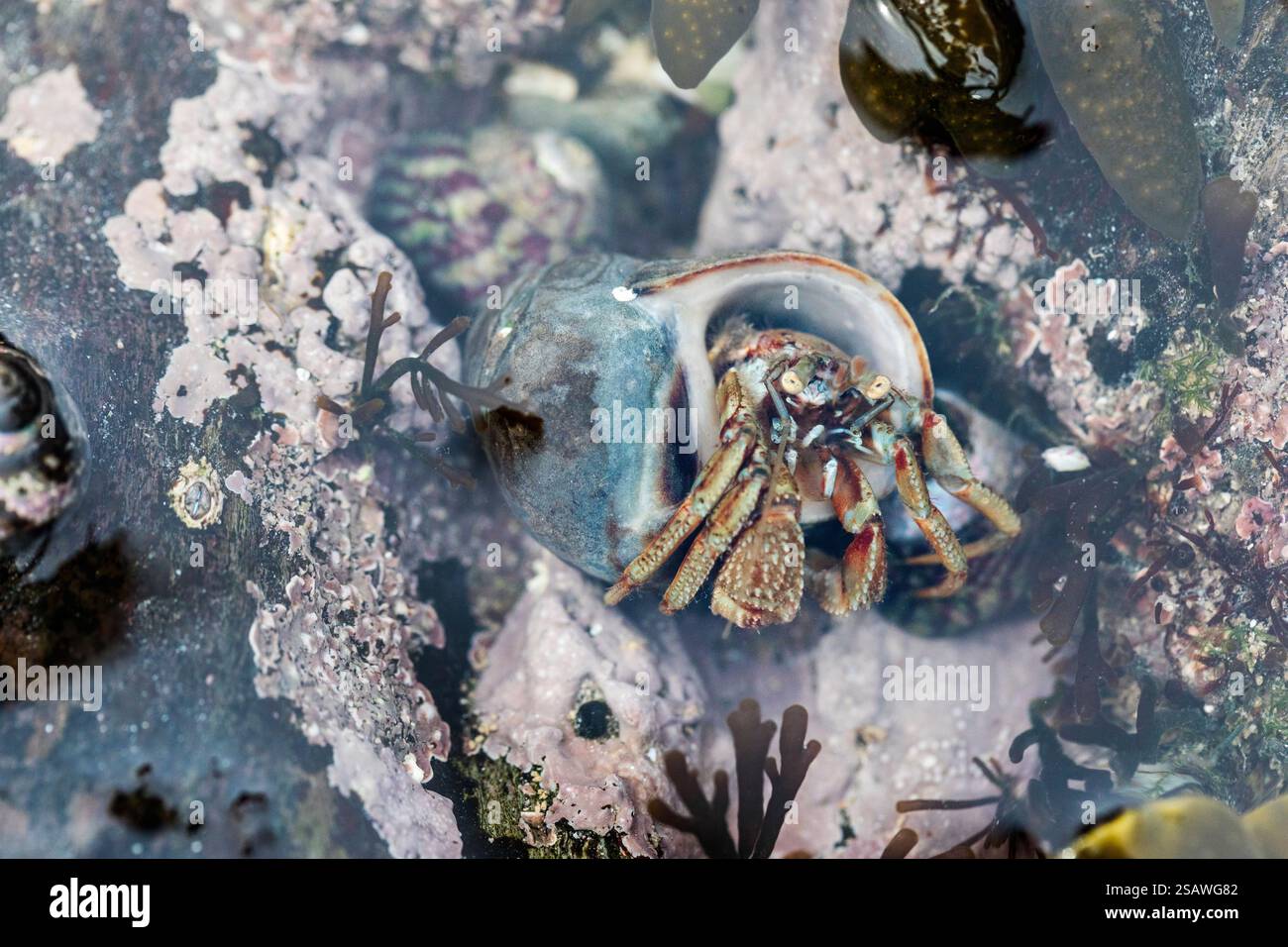 Common Hermit Crab; Pagurus bernhardus; UK Stock Photo - Alamy