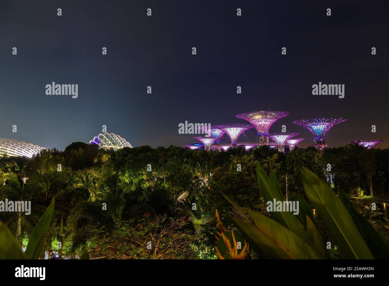 gardens by the bay light show illuminating the Supertree grove with its ...