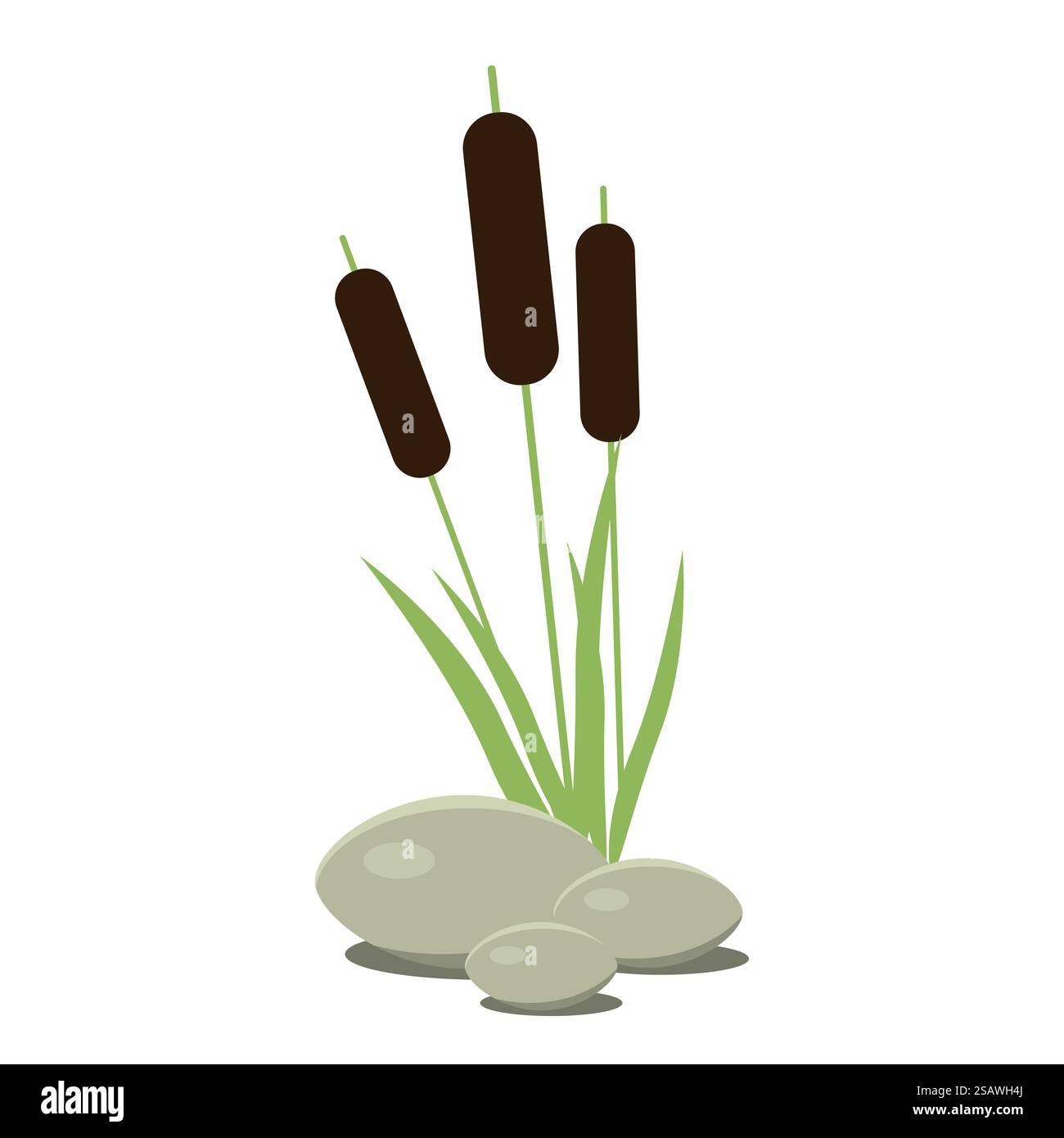 Reeds sedge flat frolal design element. Vector illustration.. Reeds ...