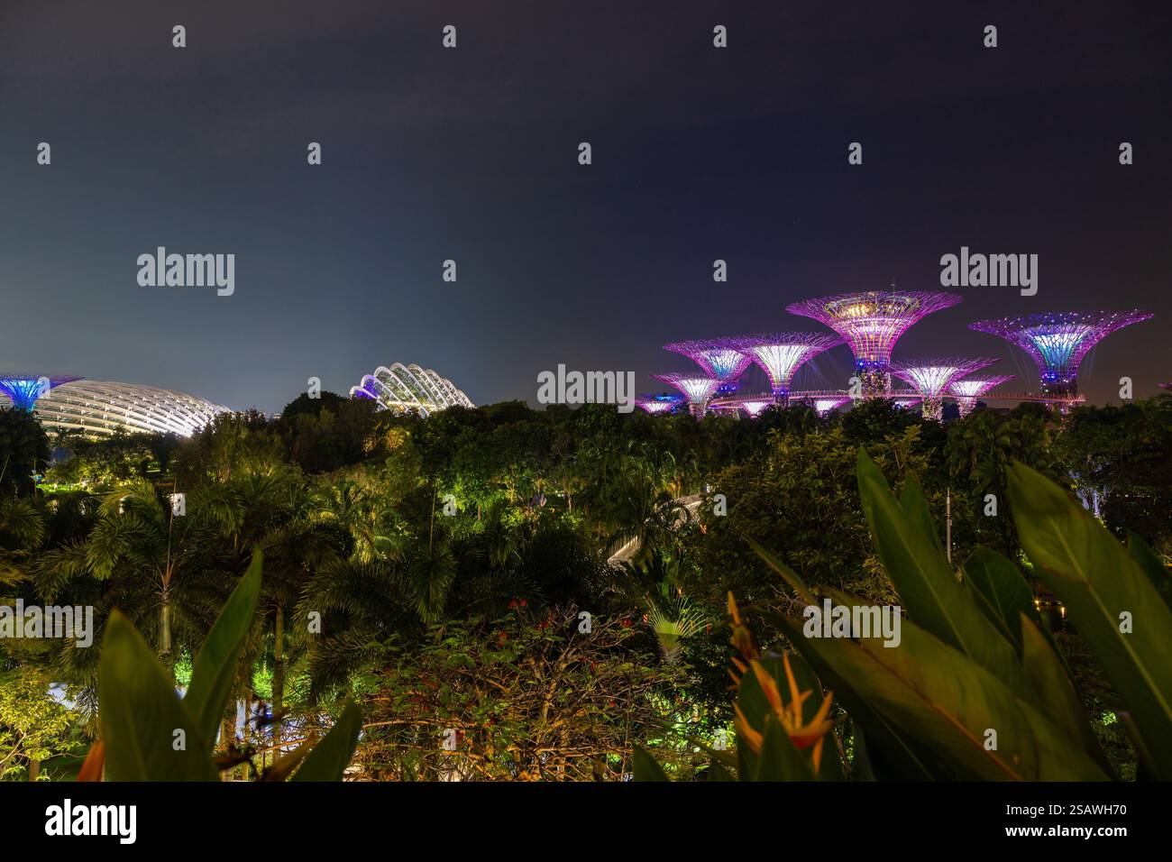 gardens by the bay light show illuminating the Supertree grove with its ...