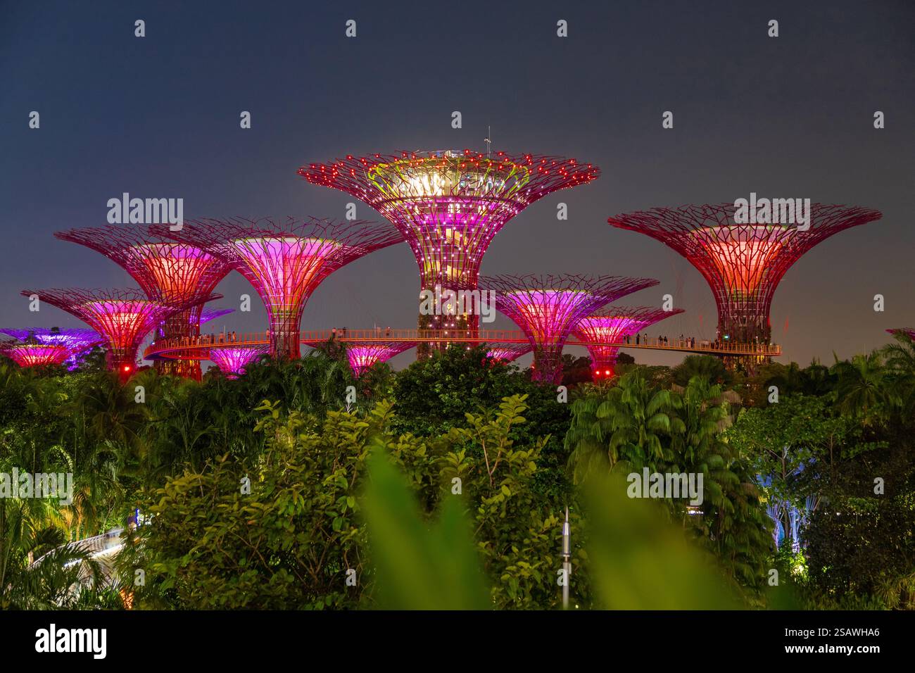 gardens by the bay light show illuminating the Supertree grove with its ...