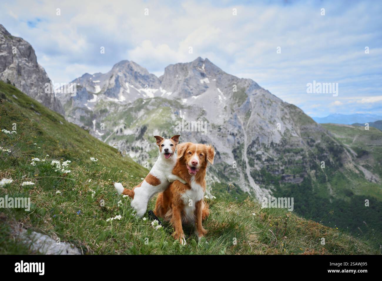 Two dogs Jack Russell Terrier and Nova Scotia Duck Tolling Retriever ...