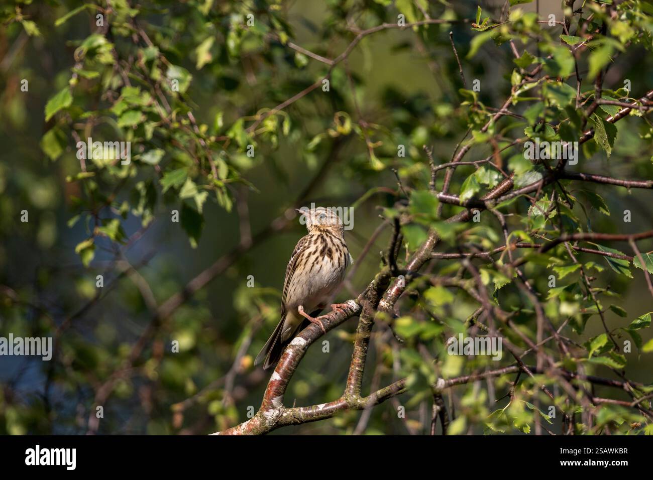 Tree Pipit; Anthus trivialis; UK Stock Photo - Alamy