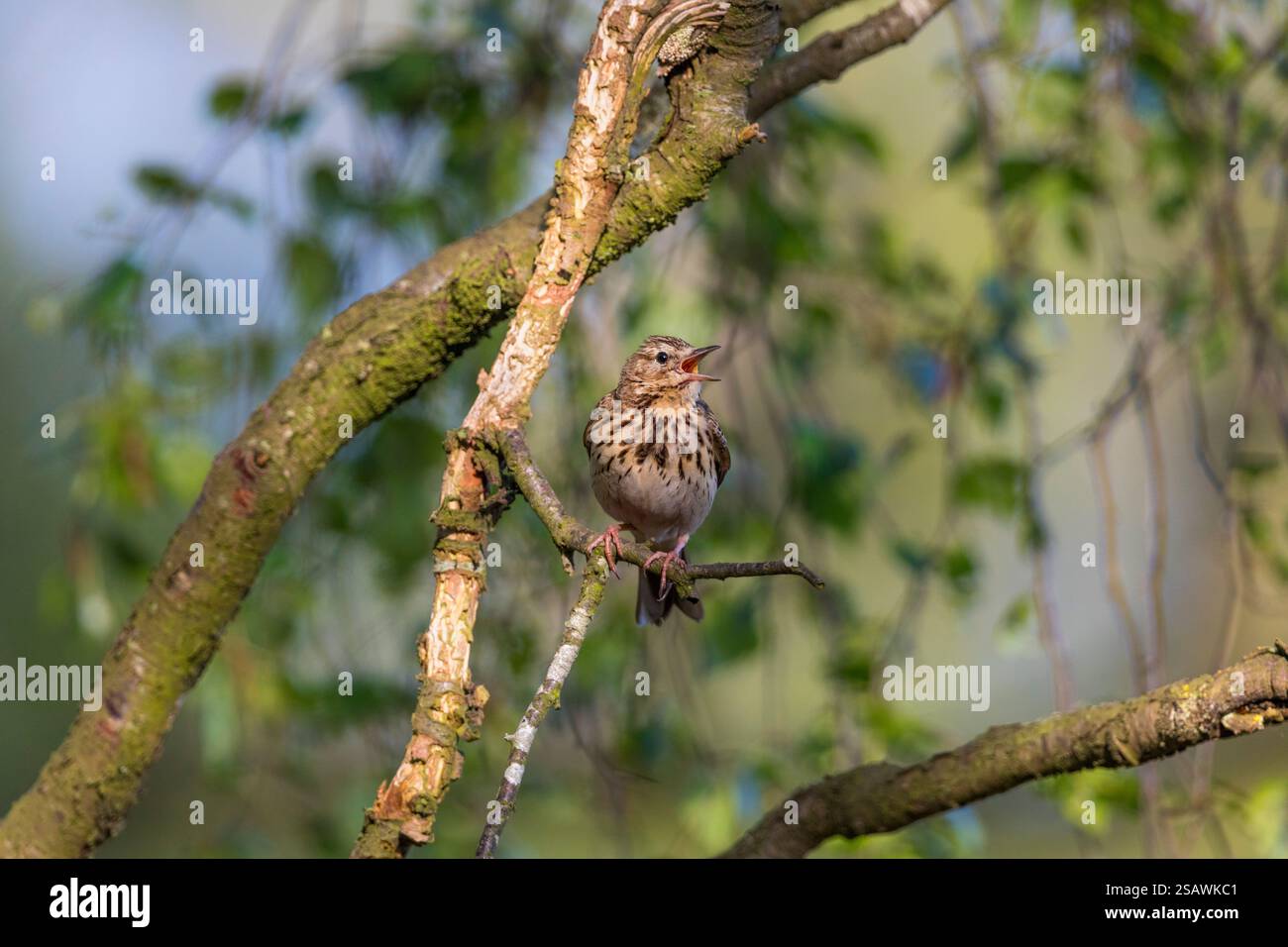 Tree Pipit; Anthus trivialis; in Song; UK Stock Photo - Alamy
