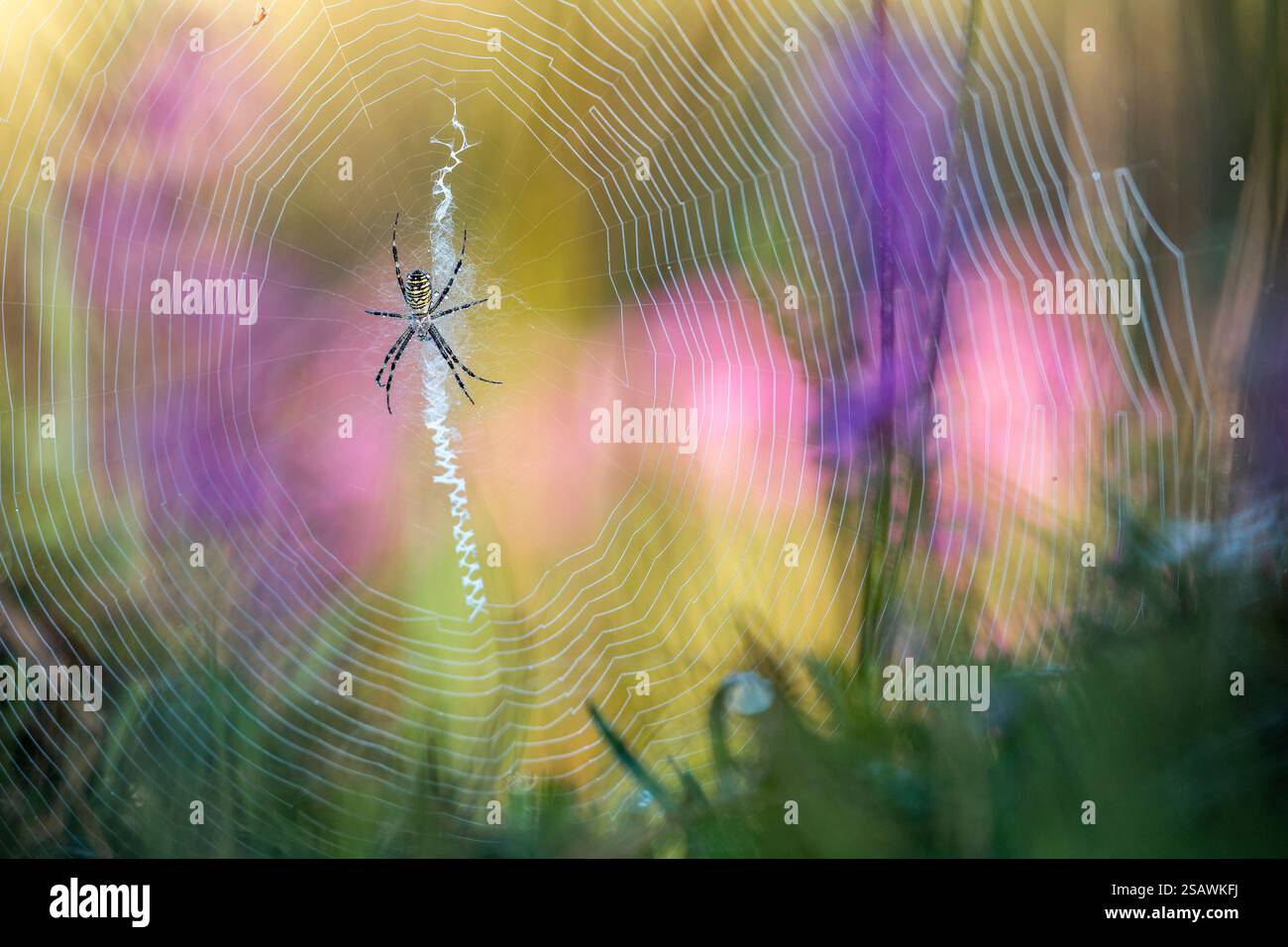 Zig zag spider web hi-res stock photography and images - Alamy