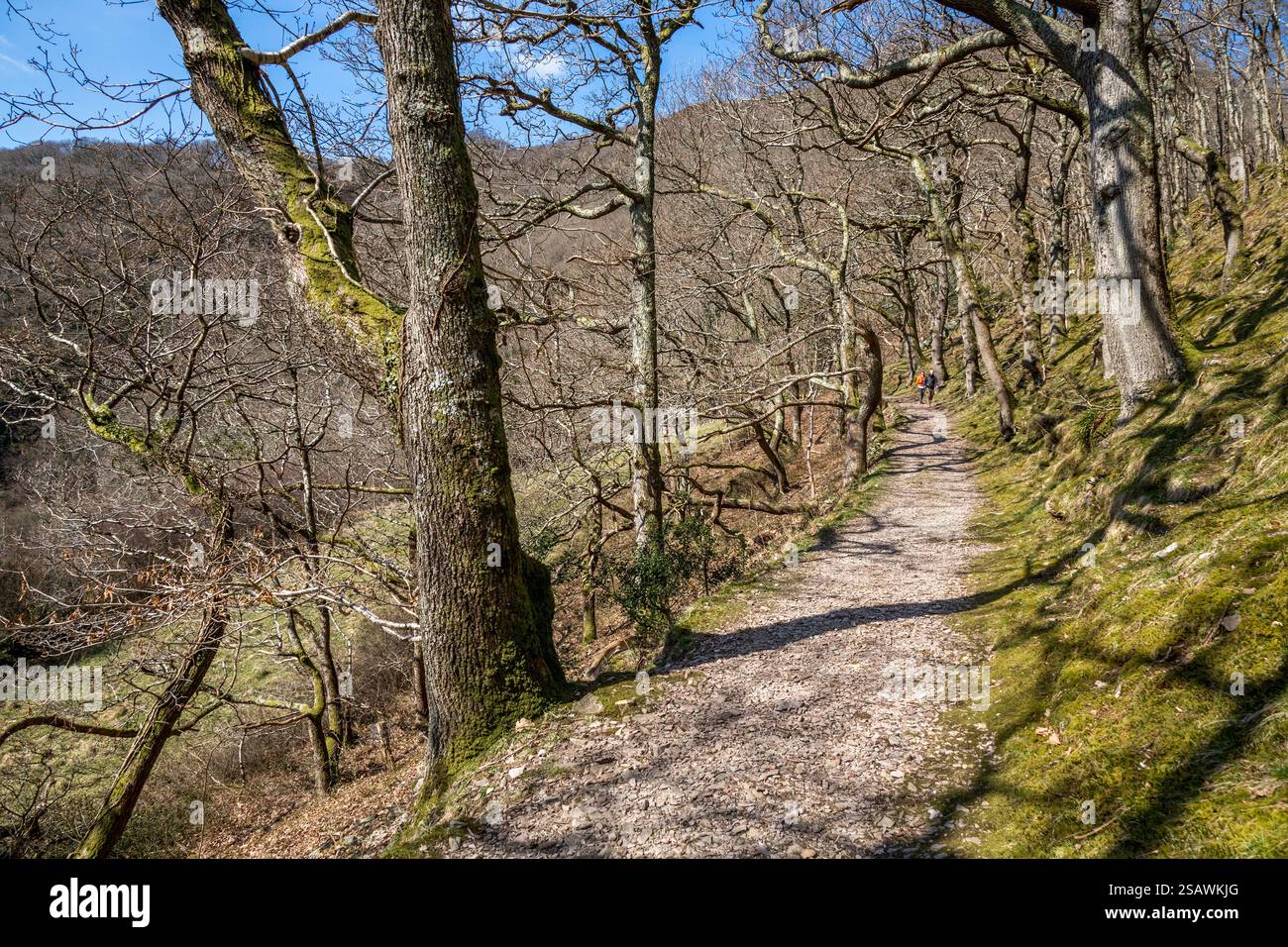 Winter Woodland; Watersmeet; Devon; UK Stock Photo - Alamy