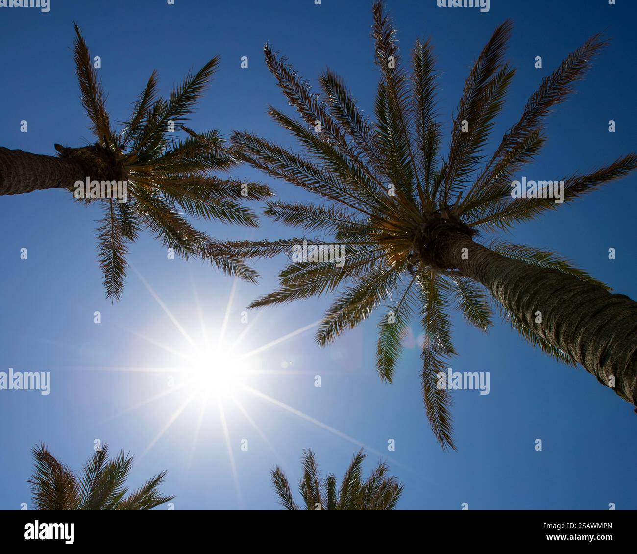 Palm trees and sunshine in Benalmadena, Spain Stock Photo - Alamy
