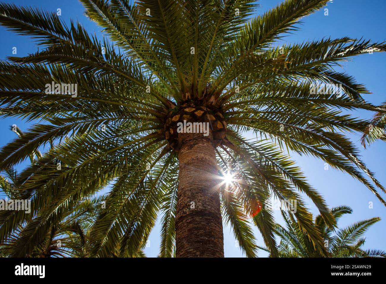 Sunlight through palm trees looking hi-res stock photography and images ...