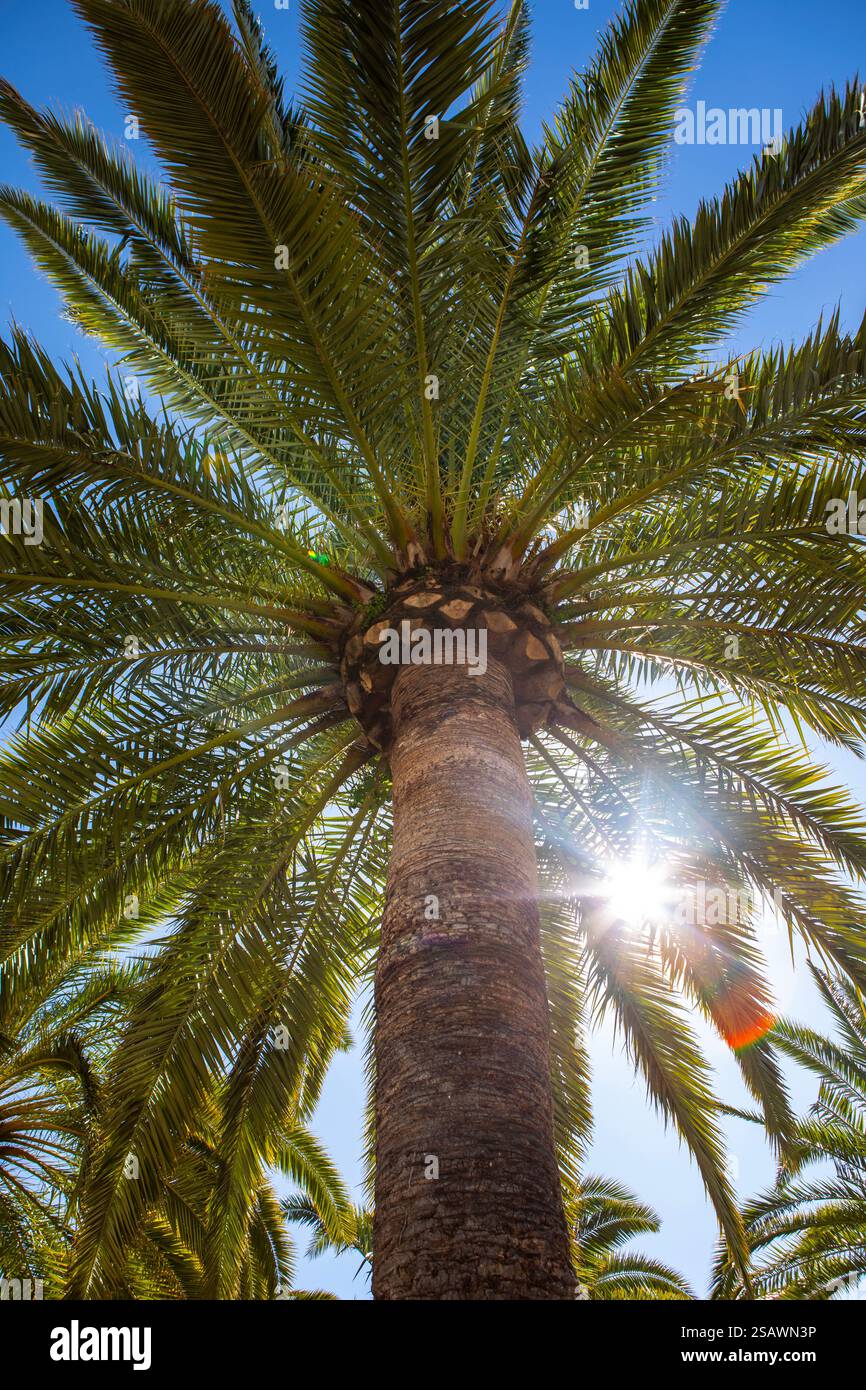 Sunlight through palm trees looking hi-res stock photography and images ...
