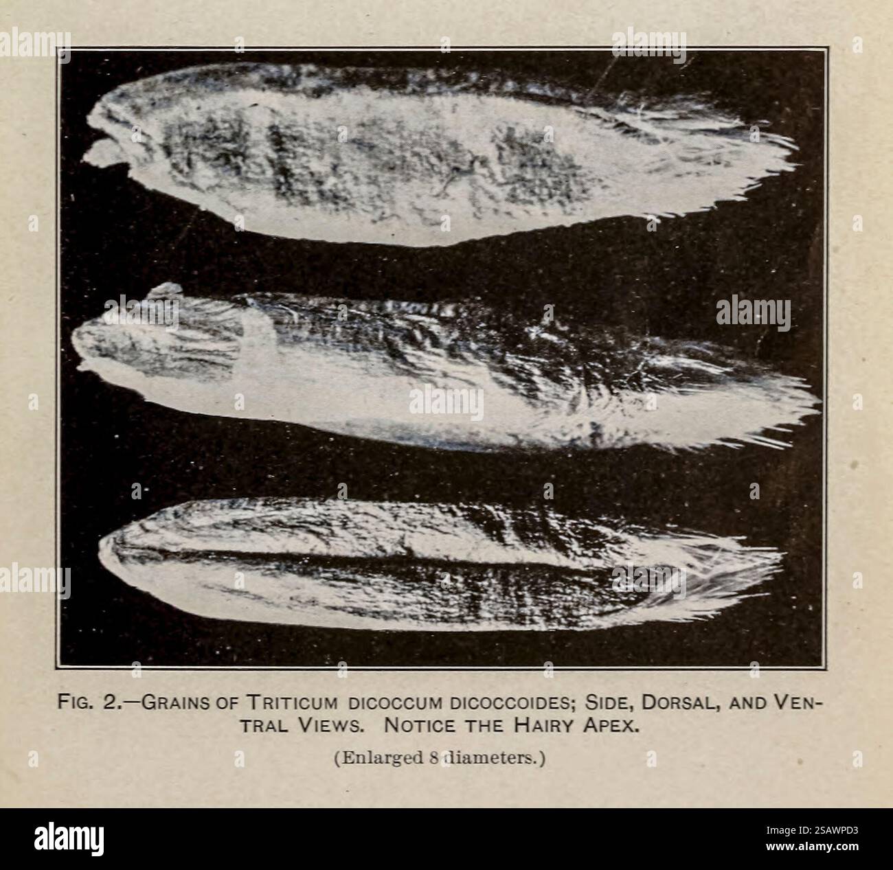 GRAINS OF Triticum dicoccum dicoccoides; SIDE, DORSAL, AND VENTRAL ...