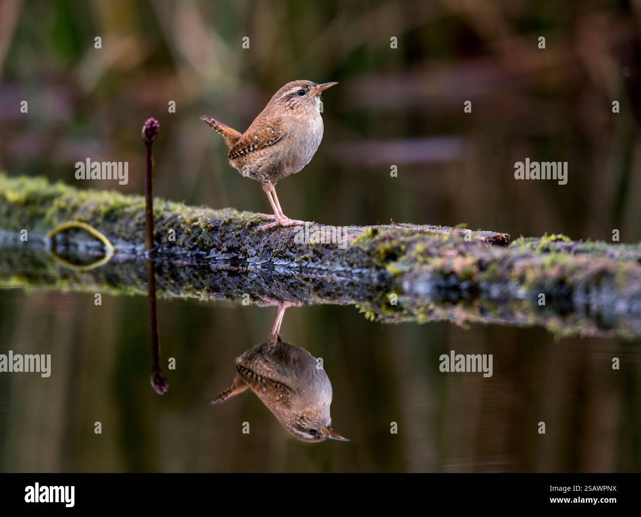 Wren; Troglodytes troglodytes; at Water; UK Stock Photo - Alamy