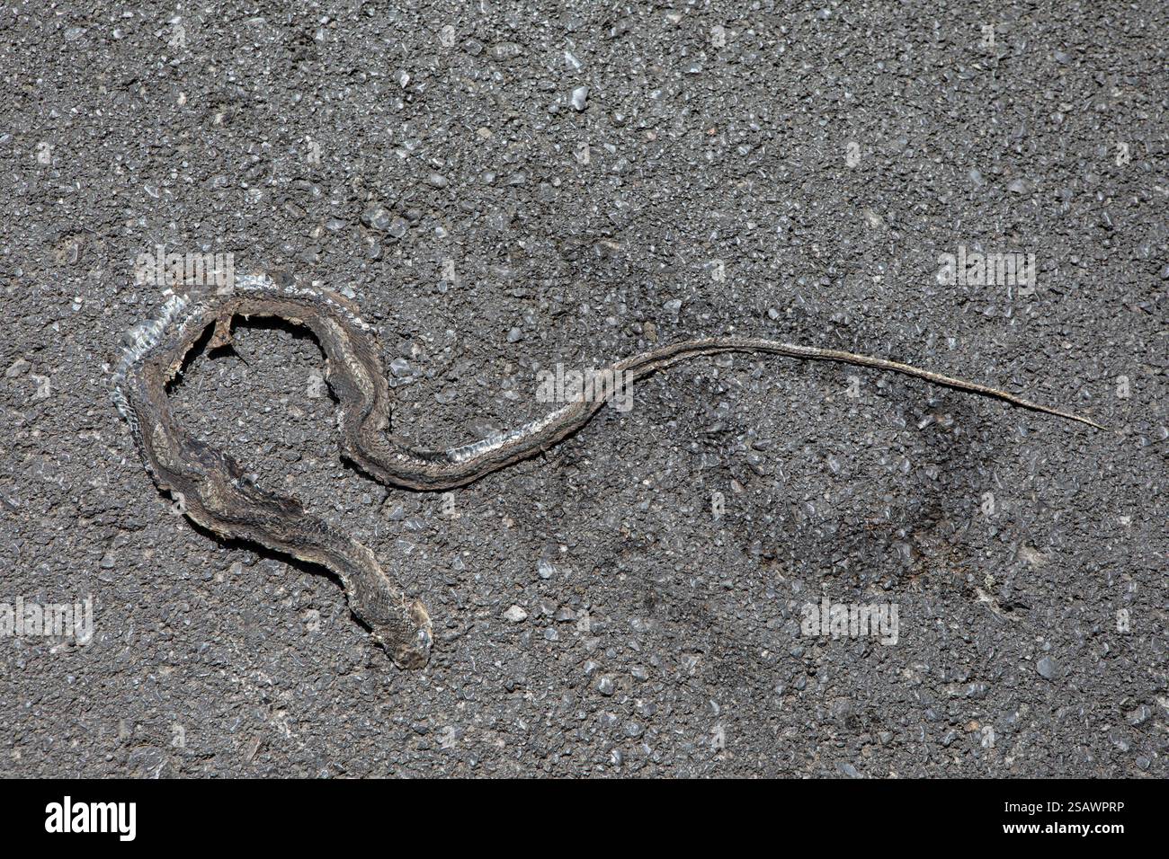 Close-up of a dead, decomposing snake Stock Photo - Alamy