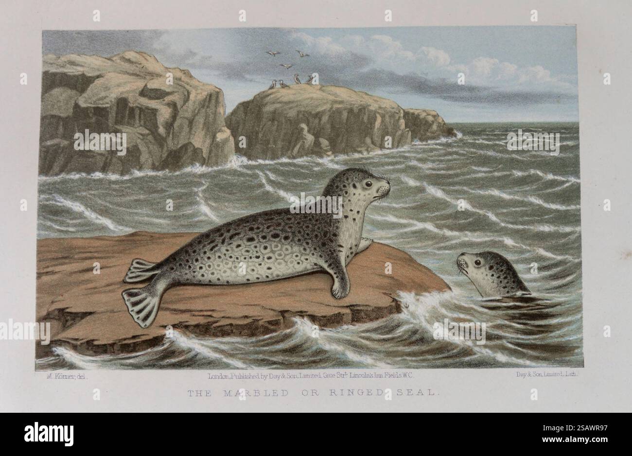 The ringed seal (Pusa hispida) here as Marbled Seal is an earless seal ...