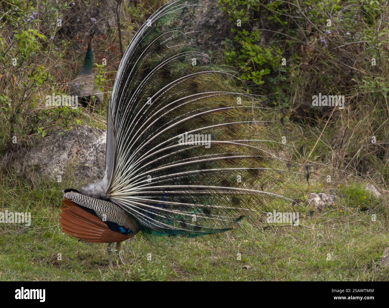 A Indian peacock (Pavo cristatus) is dancing for mate in the forest ...