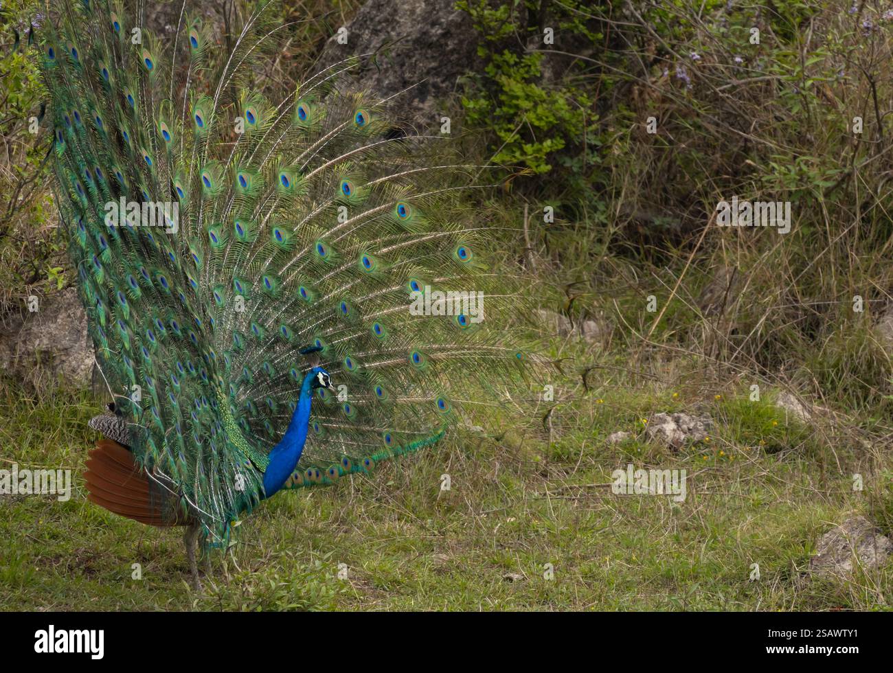 A Indian peacock (Pavo cristatus) is dancing for mate in the forest ...