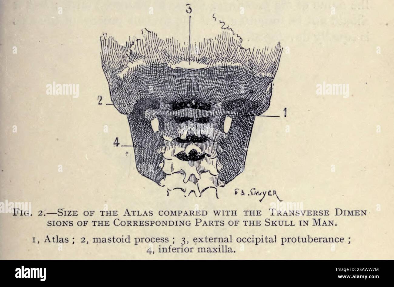 SIZE OF THE ATLAS COMPARED WITH THE TRANSVERSE DIMENSIONS OF THE ...