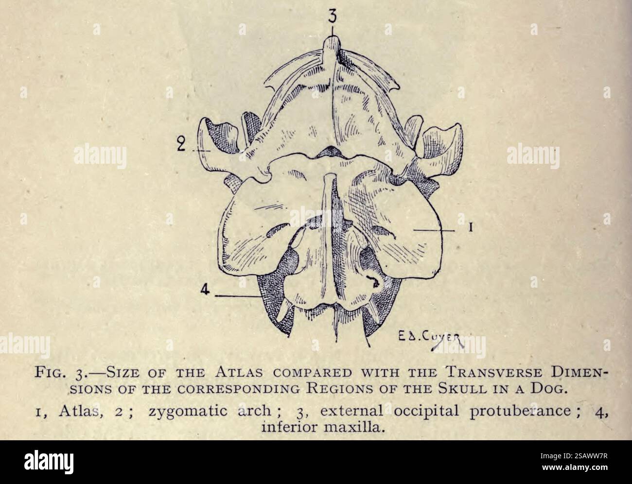 SIZE OF THE ATLAS COMPARED WITH THE TRANSVERSE DIMENSIONS OF THE ...