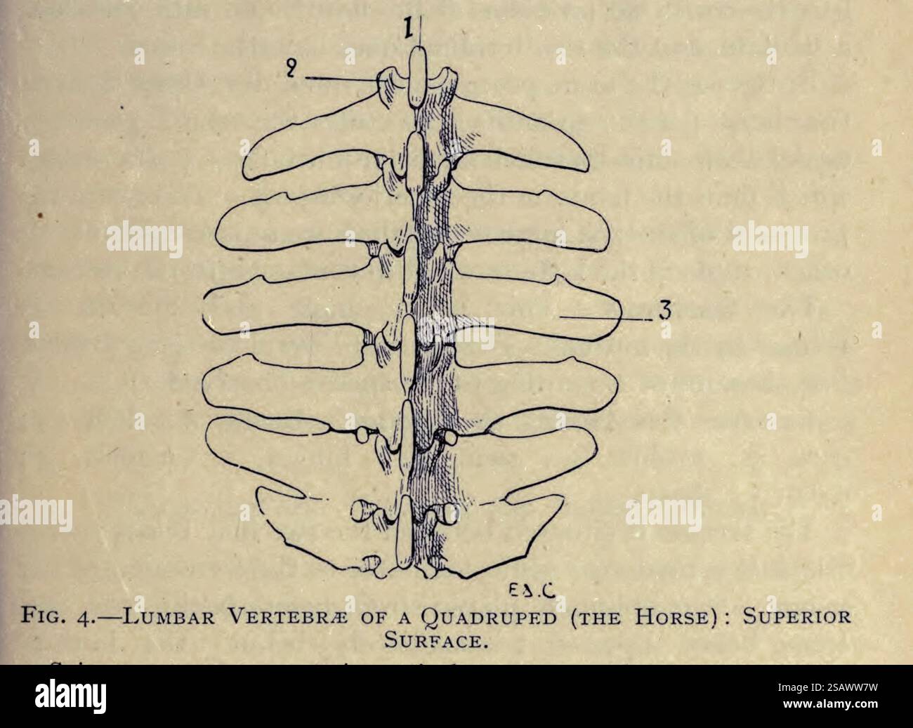 LUMBAR VERTEBRAE OF A QUADRUPED (THE HORSE): SUPERIOR SURFACE from ...