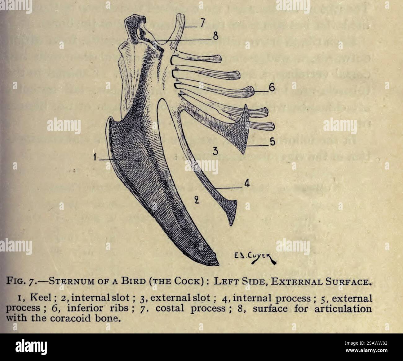 STERNUM OF A BIRD (THE Cock): Left SIDE, EXTERNAL SURFACE from Artistic ...