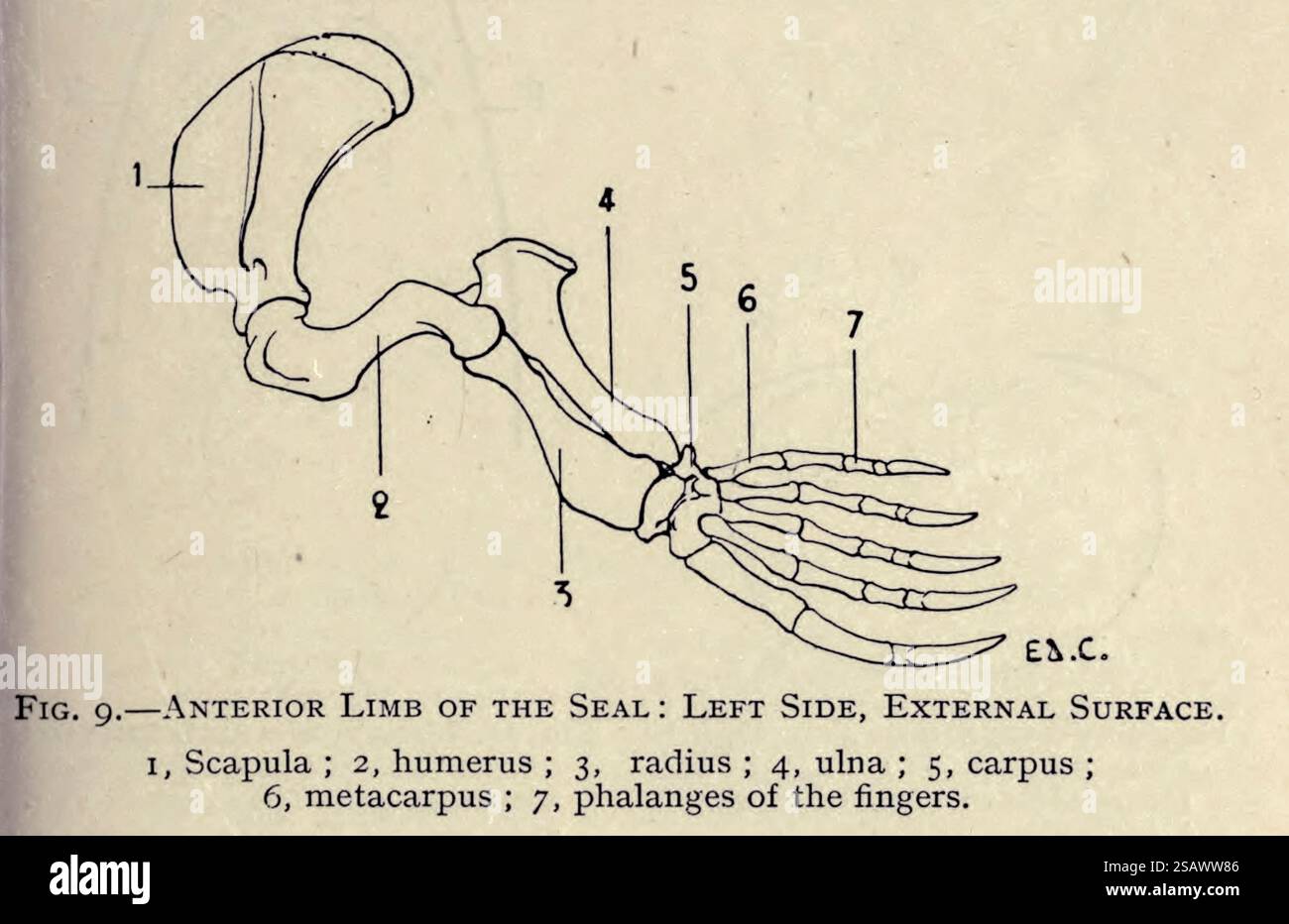 ANTERIOR LIMB OF THE SEAL: LEFT SIDE, EXTERNAL SURFACE from Artistic ...