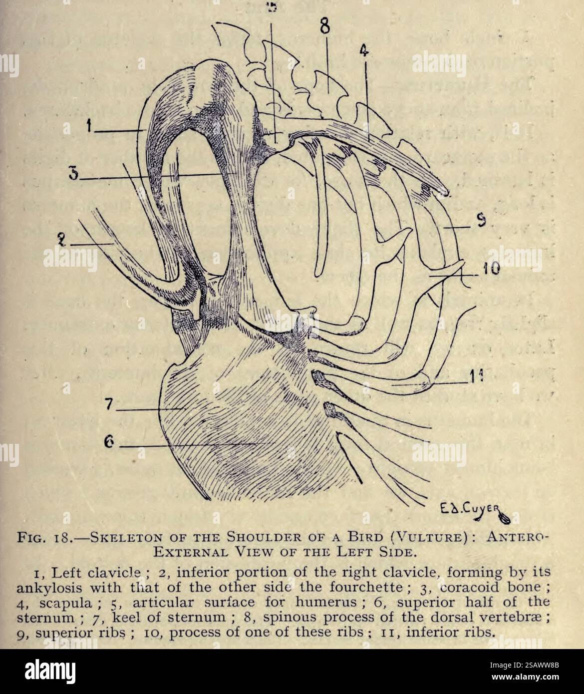 Shoulder muscles anatomy hi-res stock photography and images - Alamy