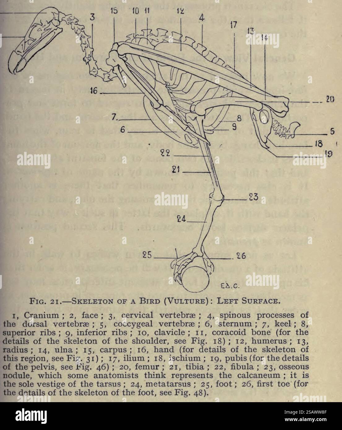 SKELETON OF A BIRD (VULTURE) : LEFT SURFACE from Artistic anatomy of ...